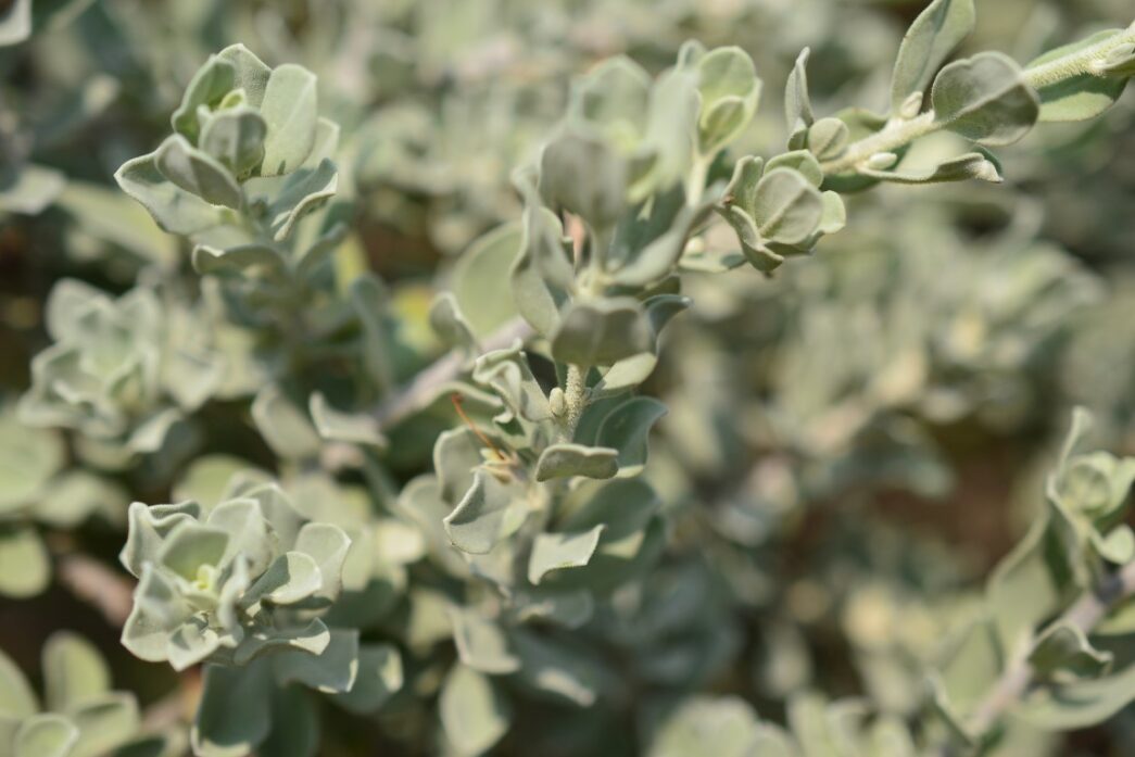 ATRIPLEX halimus - Pépinières Ripoche - Nantes / Divatte sur Loire