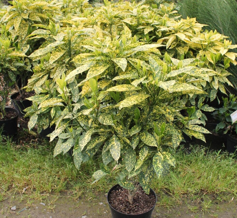 AUCUBA japonica 'Crotonifolia' - Pépinières Ripoche - Nantes / Divatte ...