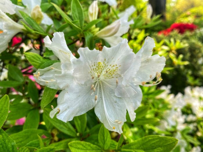 AZALEA japonica 'White Lady' - Pépinières Ripoche - Nantes / Divatte ...