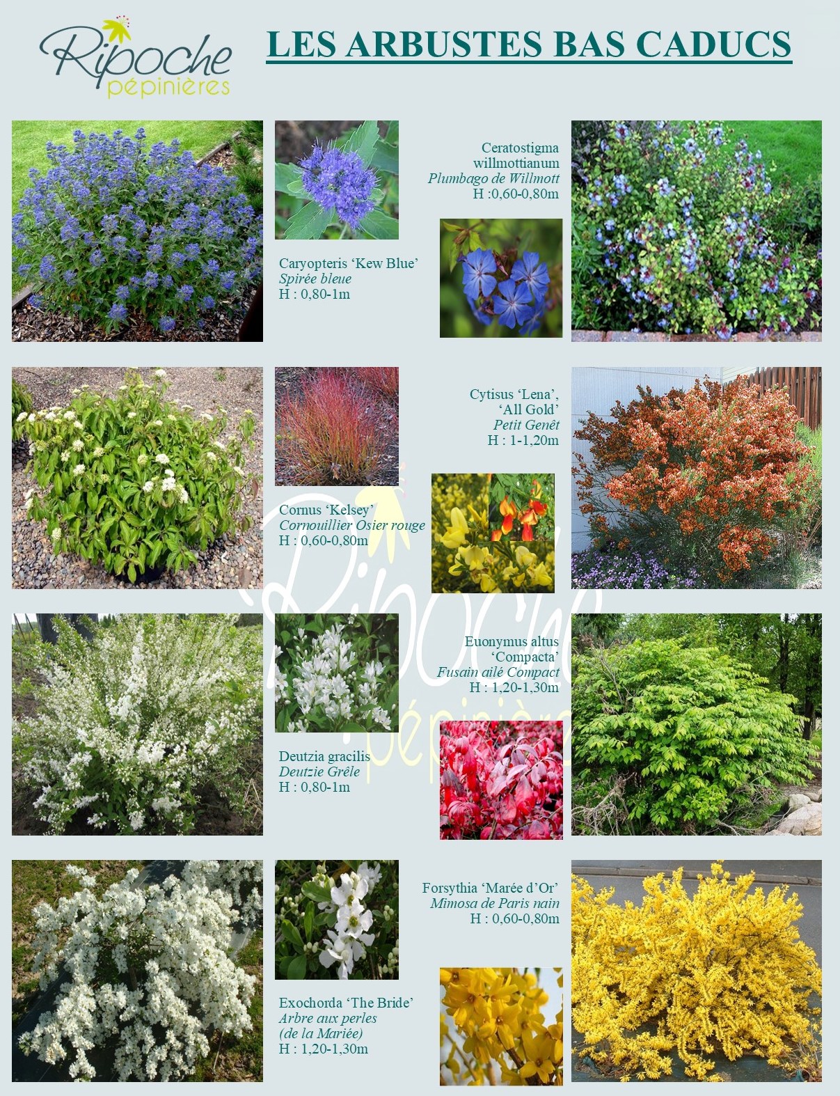 ARBUSTES - Fiches photos - Pépinières Ripoche - Nantes / Divatte sur Loire