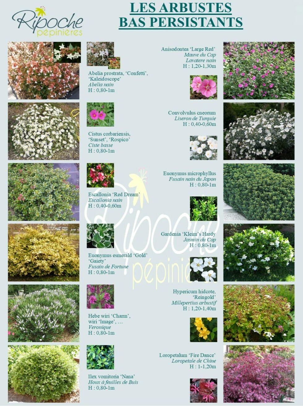 ARBUSTES - Fiches photos - Pépinières Ripoche - Nantes / Divatte sur Loire