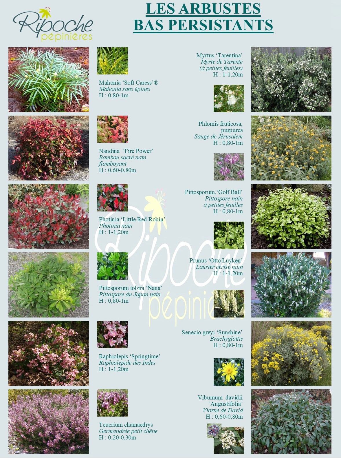 ARBUSTES - Fiches photos - Pépinières Ripoche - Nantes / Divatte sur Loire