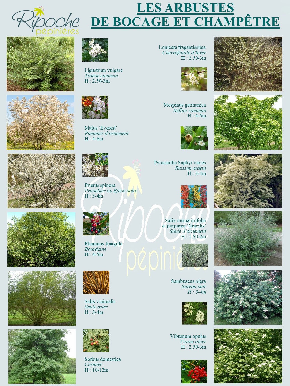 ARBUSTES - Fiches photos - Pépinières Ripoche - Nantes / Divatte sur Loire