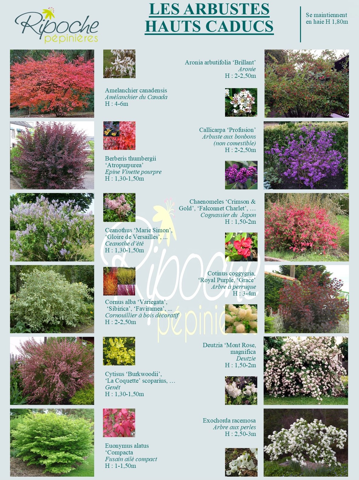 ARBUSTES - Fiches photos - Pépinières Ripoche - Nantes / Divatte sur Loire