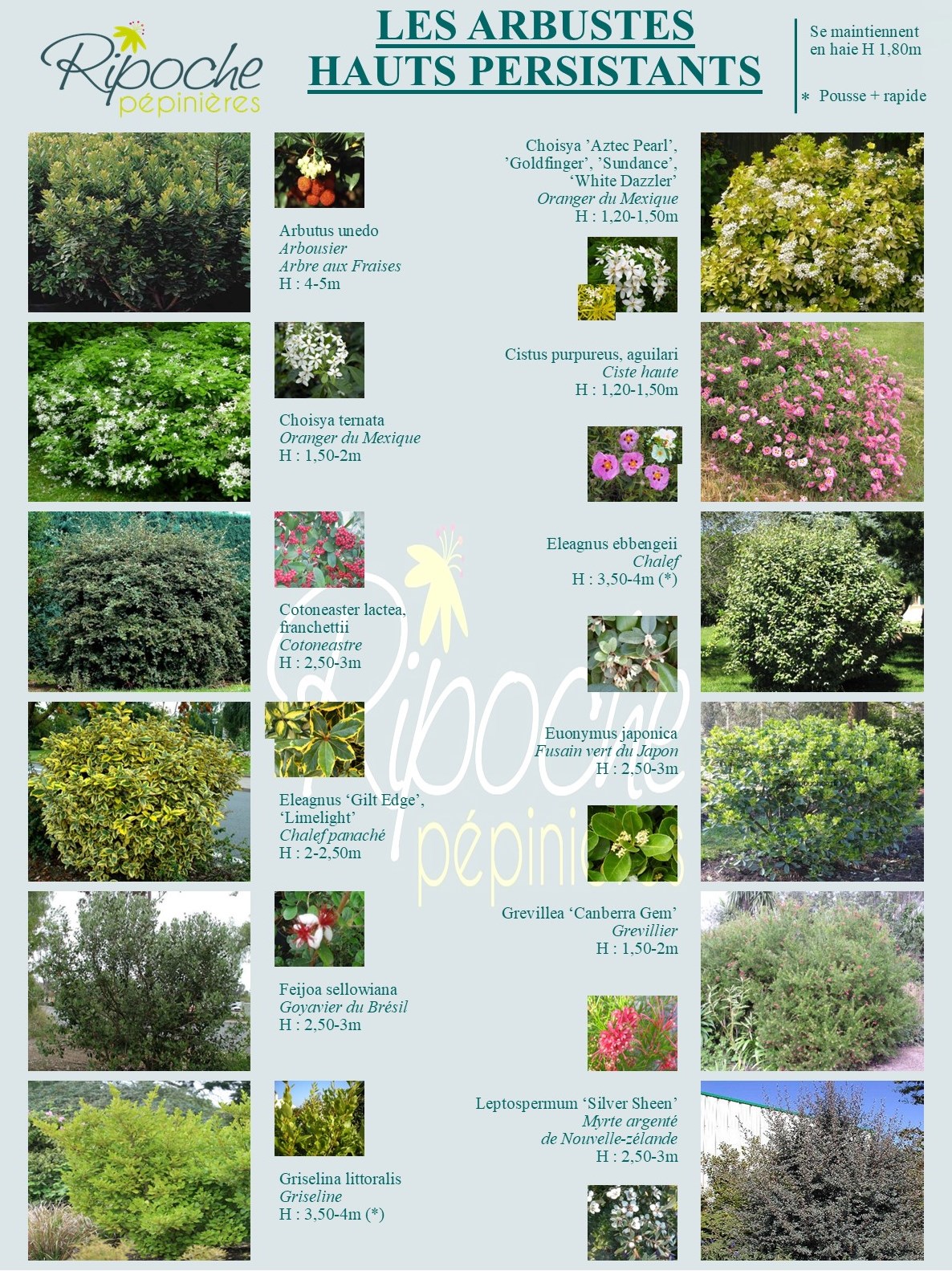 ARBUSTES - Fiches photos - Pépinières Ripoche - Nantes / Divatte sur Loire