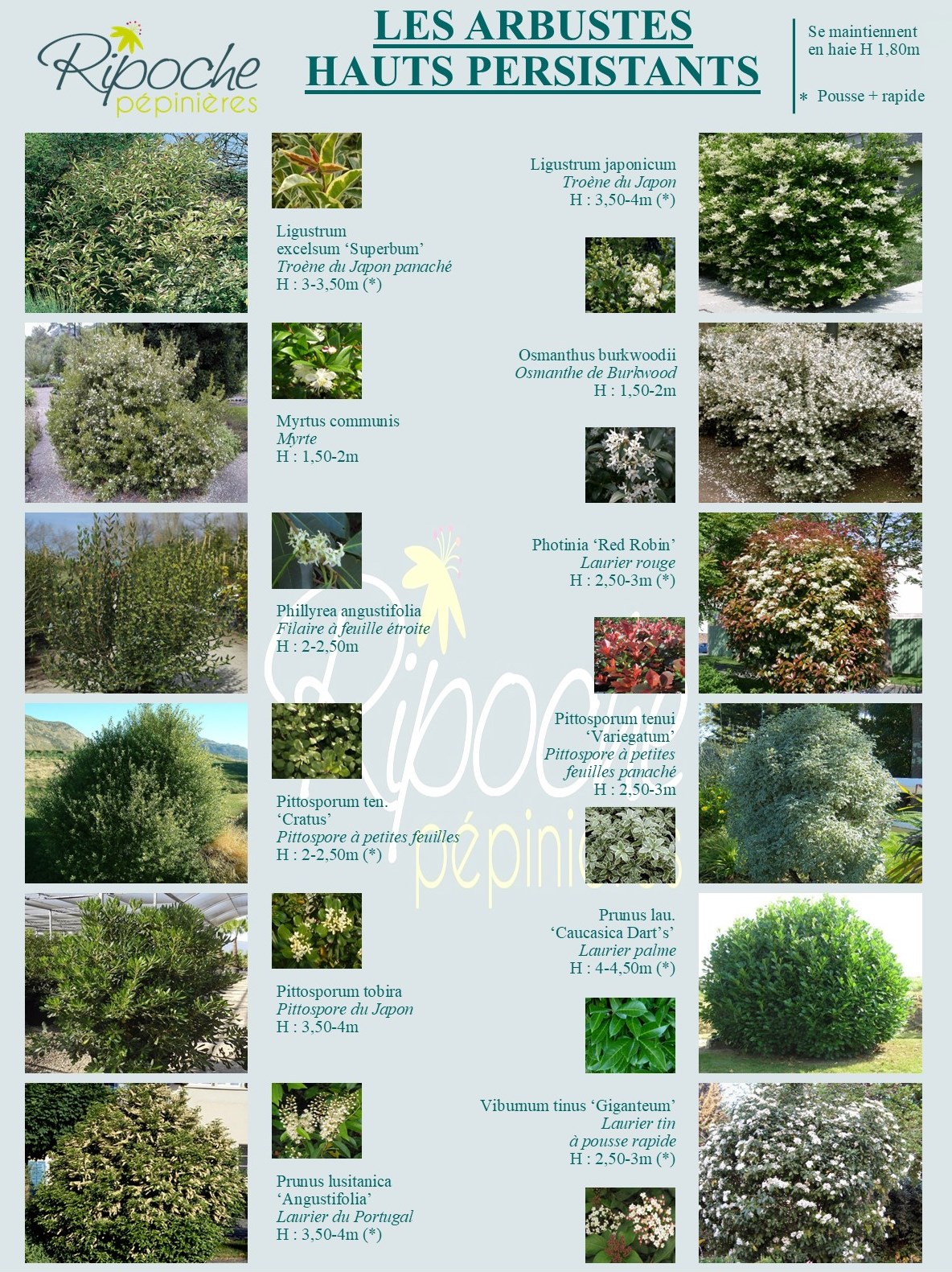 ARBUSTES - Fiches photos - Pépinières Ripoche - Nantes / Divatte sur Loire