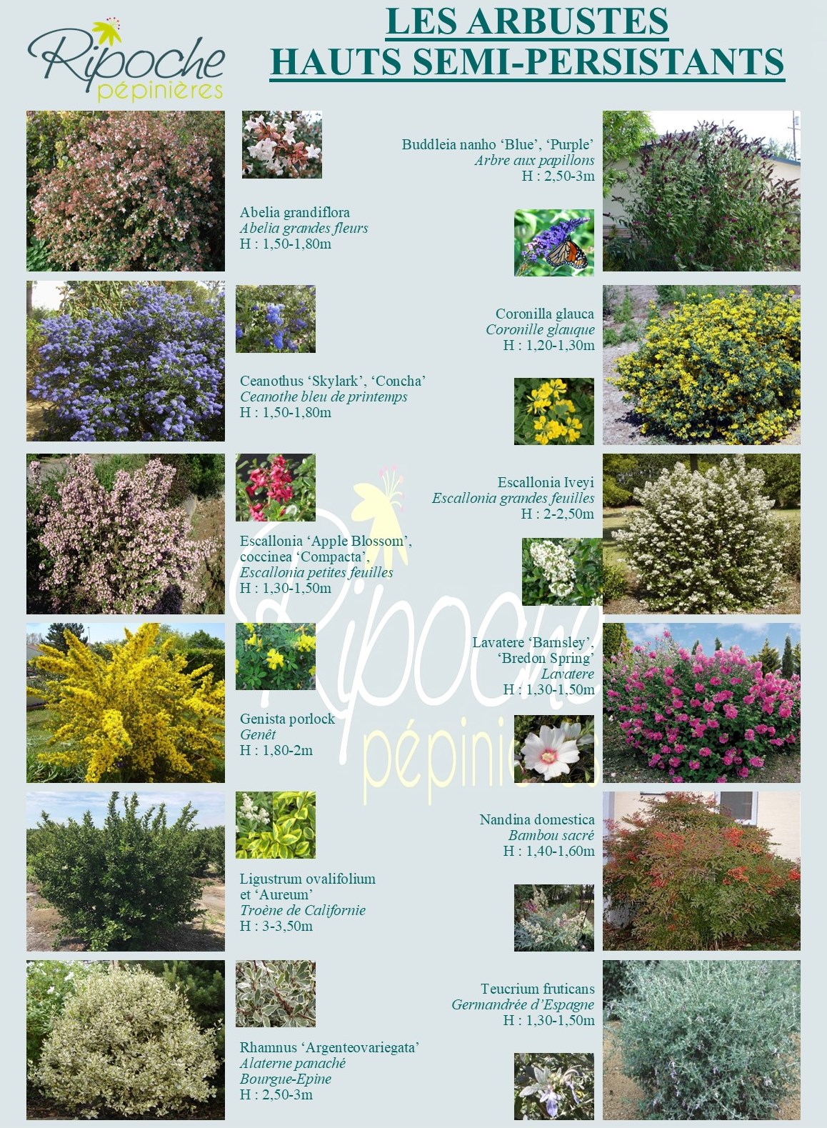 ARBUSTES - Fiches photos - Pépinières Ripoche - Nantes / Divatte sur Loire