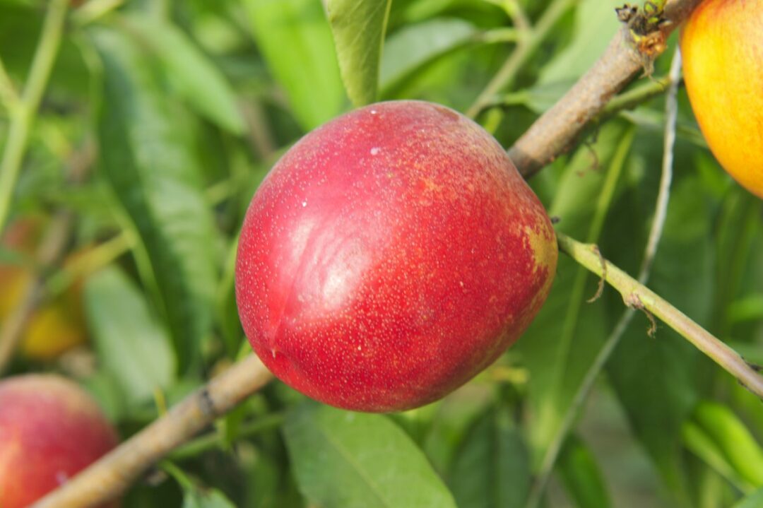 PRUNUS persica 'Nectarose' - Pépinières Ripoche - Nantes / Divatte sur ...