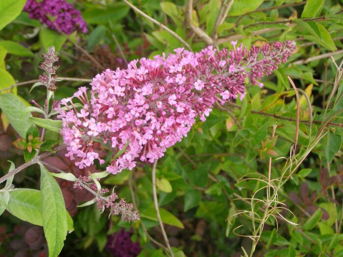 BUDDLEIA davidii 'Pink Delight' - Pépinières Ripoche - Nantes / Divatte ...