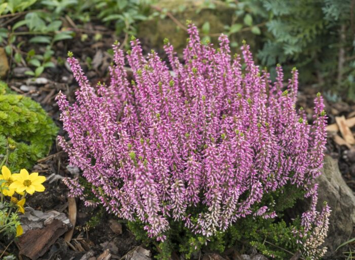 BRUYERE - CALLUNA vulgaris 'Marlies' - Pépinières Ripoche - Nantes ...