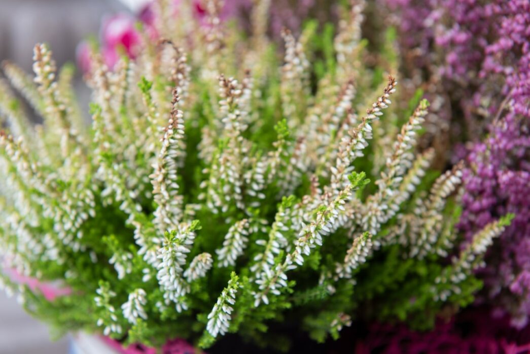 BRUYERE - CALLUNA vulgaris 'Stephanie' - Pépinières Ripoche - Nantes ...