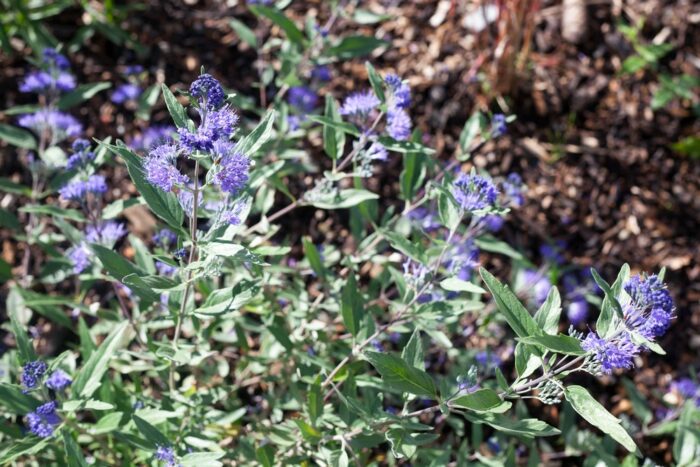 CARYOPTERIS clandonensis 'Heavenly Blue' - Pépinières Ripoche - Nantes ...
