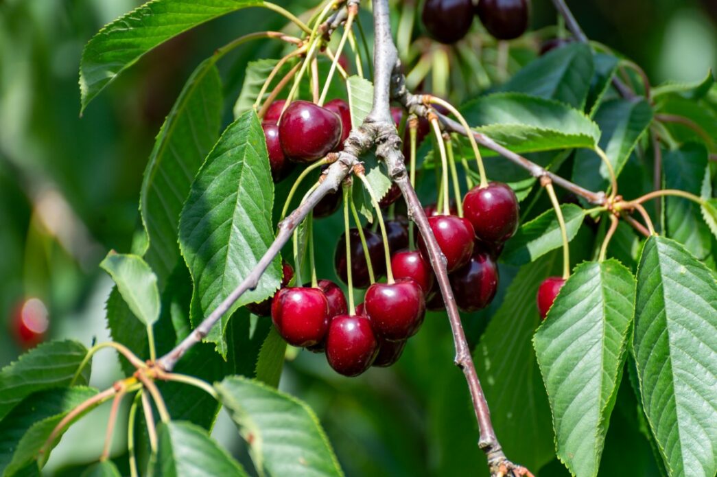 PRUNUS cerasus 'Early Rivers' - Pépinières Ripoche - Nantes / Divatte ...