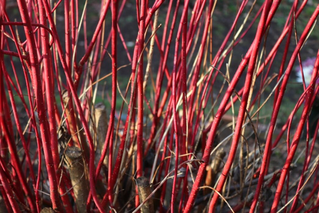 CORNUS alba - Pépinières Ripoche - Nantes / Divatte sur Loire