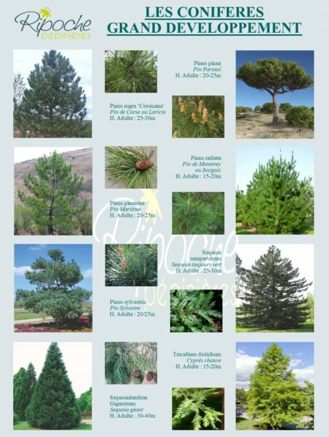 CONIFERES - Fiches photos - Pépinières Ripoche - Nantes / Divatte sur Loire