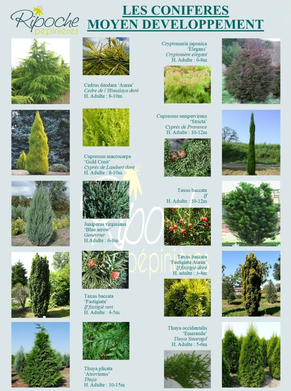 CONIFERES - Fiches photos - Pépinières Ripoche - Nantes / Divatte sur Loire