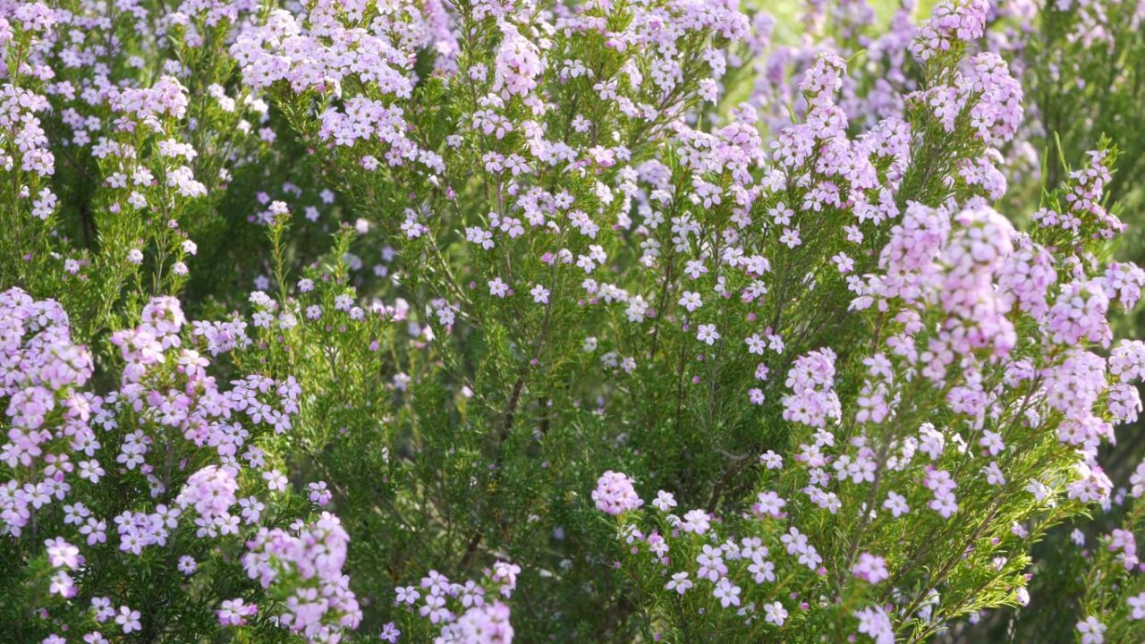 DIOSMA hirsuta 'Pink Fountain' - Pépinières Ripoche - Nantes / Divatte ...