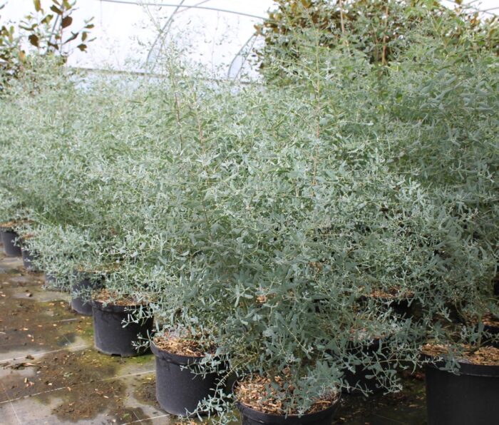 EUCALYPTUS gunnii 'France Bleu'® - Pépinières Ripoche - Nantes ...