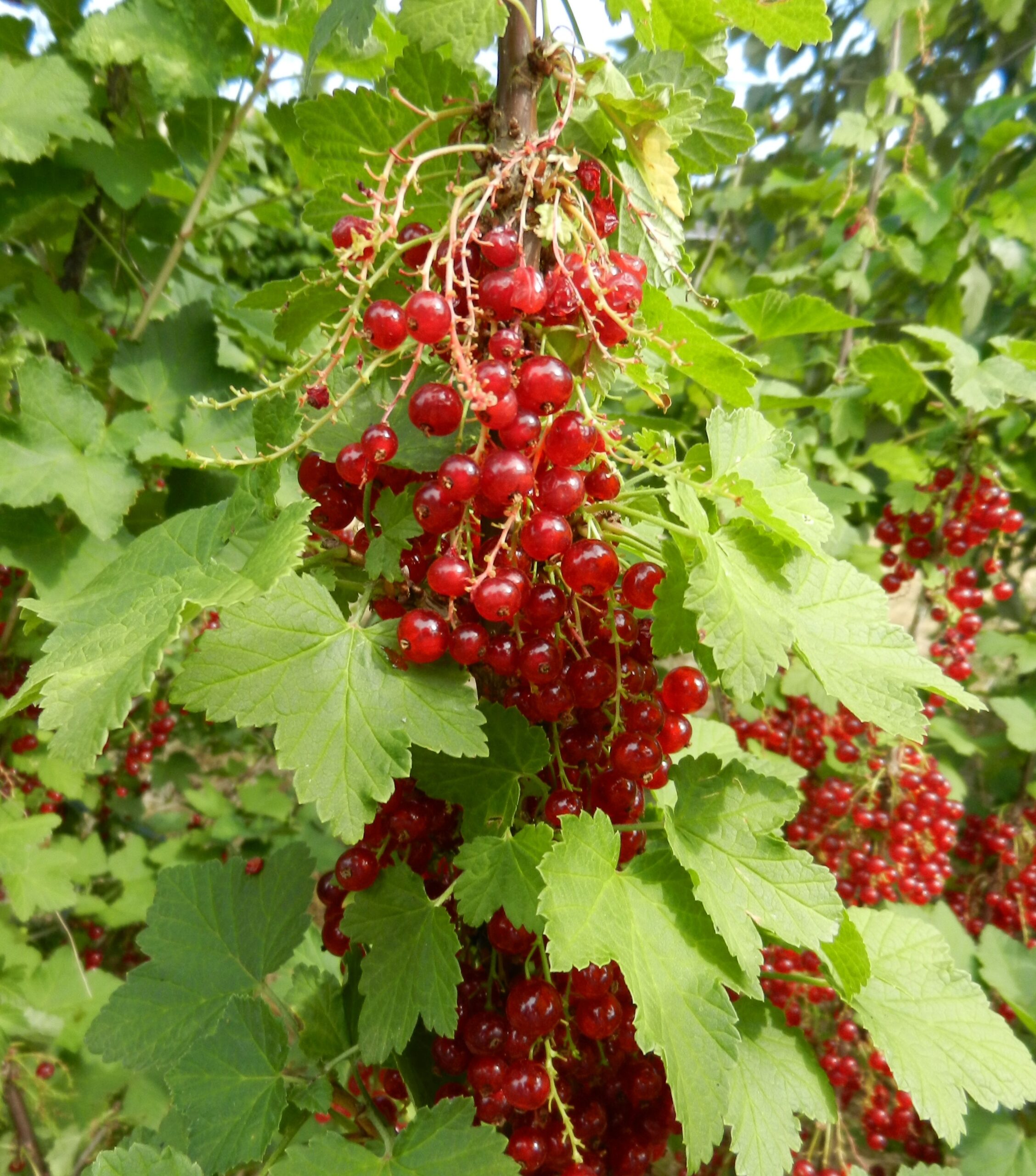 RIBES rubrum 'Jonkheer Van Tets' - Pépinières Ripoche - Nantes ...