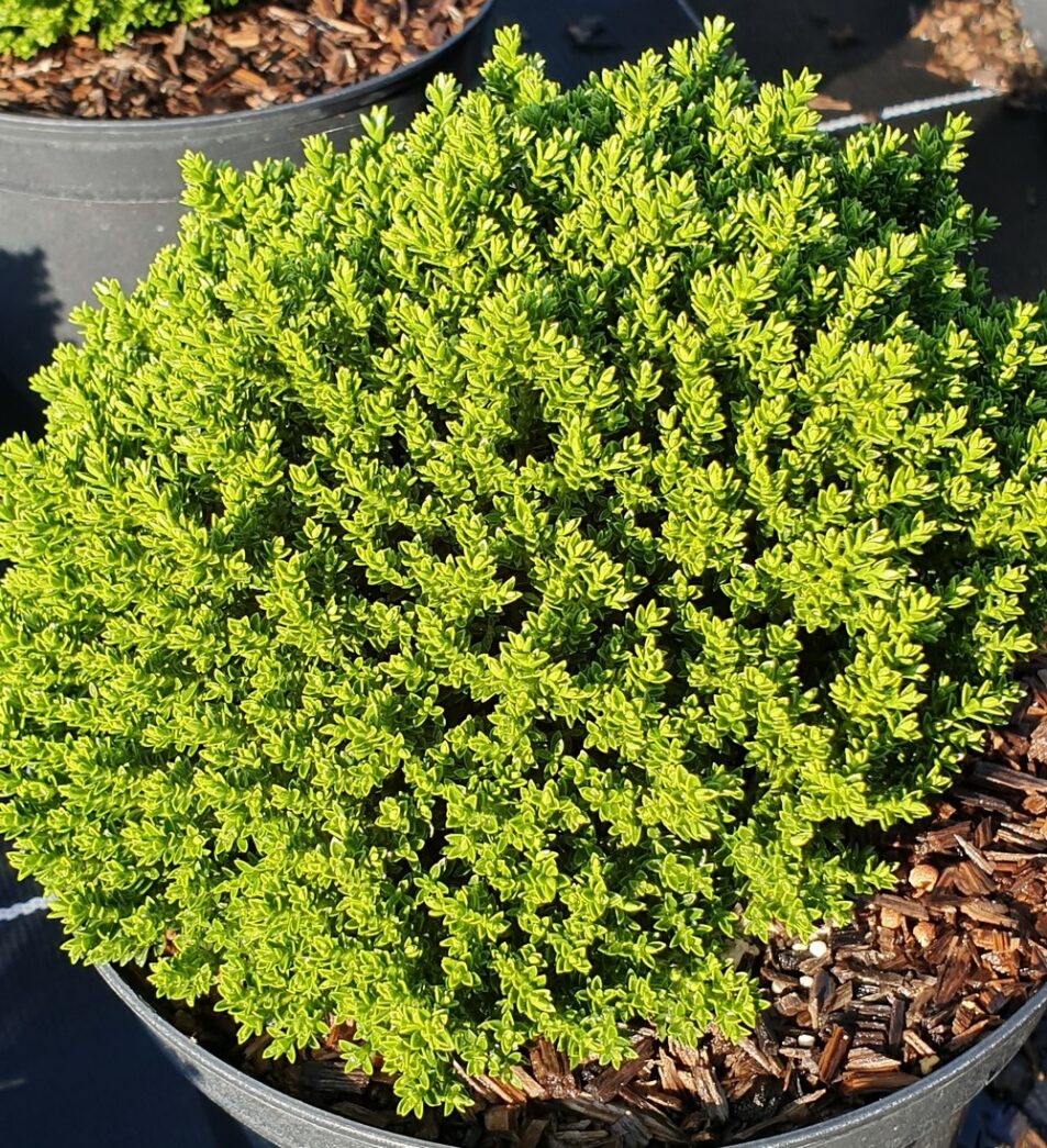 HEBE Green Globe P pini res Ripoche Nantes Divatte Sur Loire HEBE Green Globe P pini res Ripoche Nantes Divatte Sur Loire