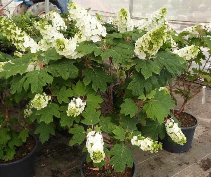 HYDRANGEA quercifolia - Pépinières Ripoche - Nantes / Divatte sur Loire