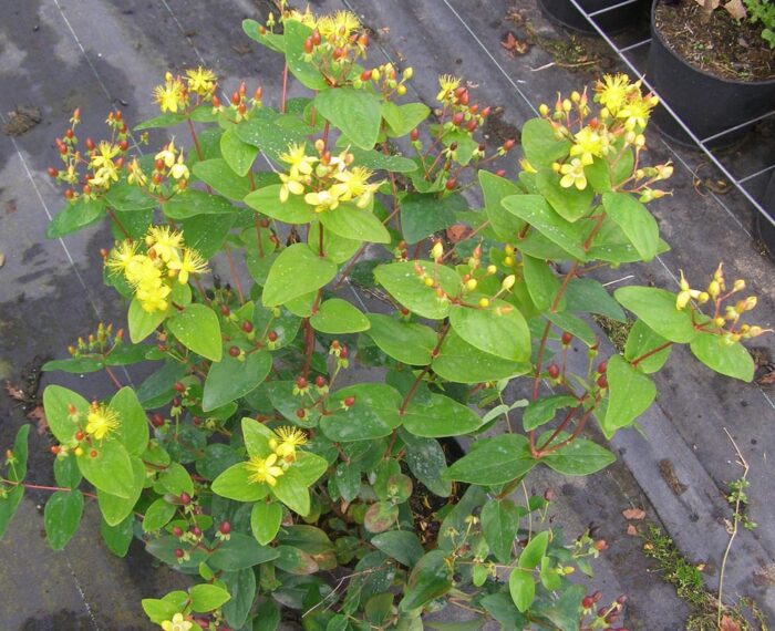 HYPERICUM inodorum 'Rheingold' - Pépinières Ripoche - Nantes / Divatte ...