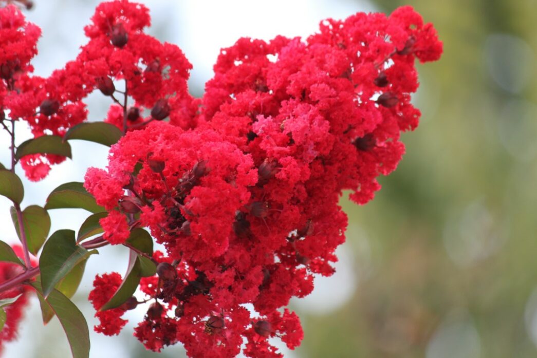 LAGERSTROEMIA indica 'Dynamite' - Pépinières Ripoche - Nantes / Divatte ...