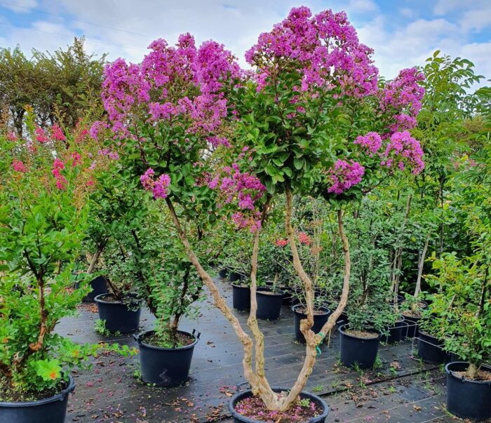 LAGERSTROEMIA indica 'Superviolacea' - Pépinières Ripoche - Nantes ...