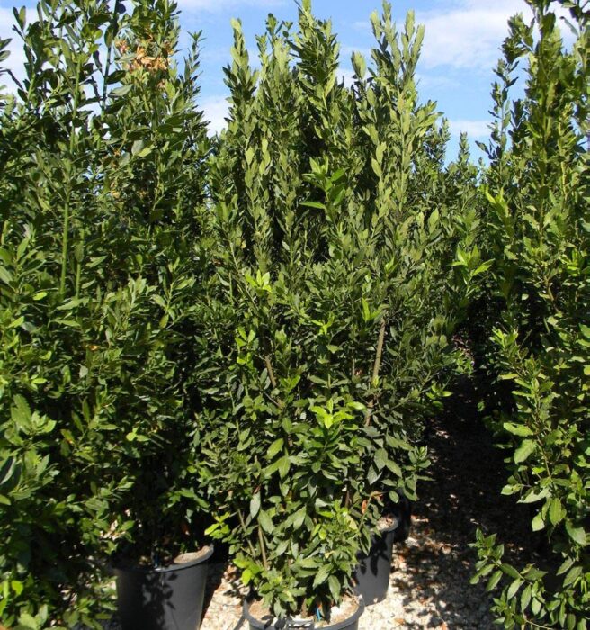 LAURUS nobilis - Pépinières Ripoche - Nantes / Divatte sur Loire