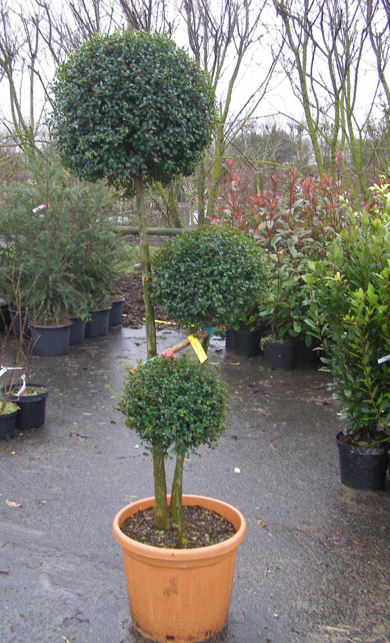 Ligustrum