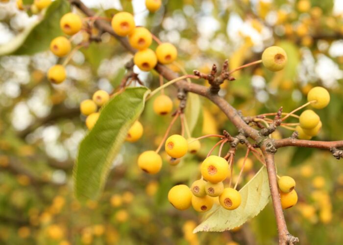 MALUS robusta 'Yellow Siberian' - Pépinières Ripoche - Nantes / Divatte ...