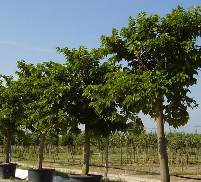 MORUS platanifolia 'Fruitless' - Pépinières Ripoche - Nantes / Divatte ...