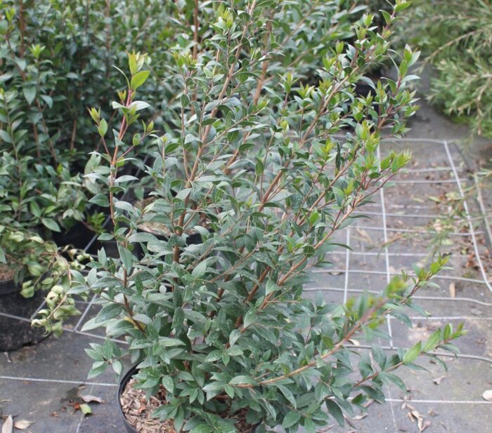 MYRTUS communis - Pépinières Ripoche - Nantes / Divatte sur Loire