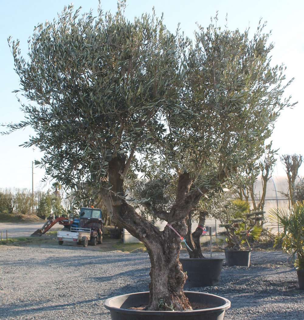 OLEA europaea - Pépinières Ripoche - Nantes / Divatte sur Loire