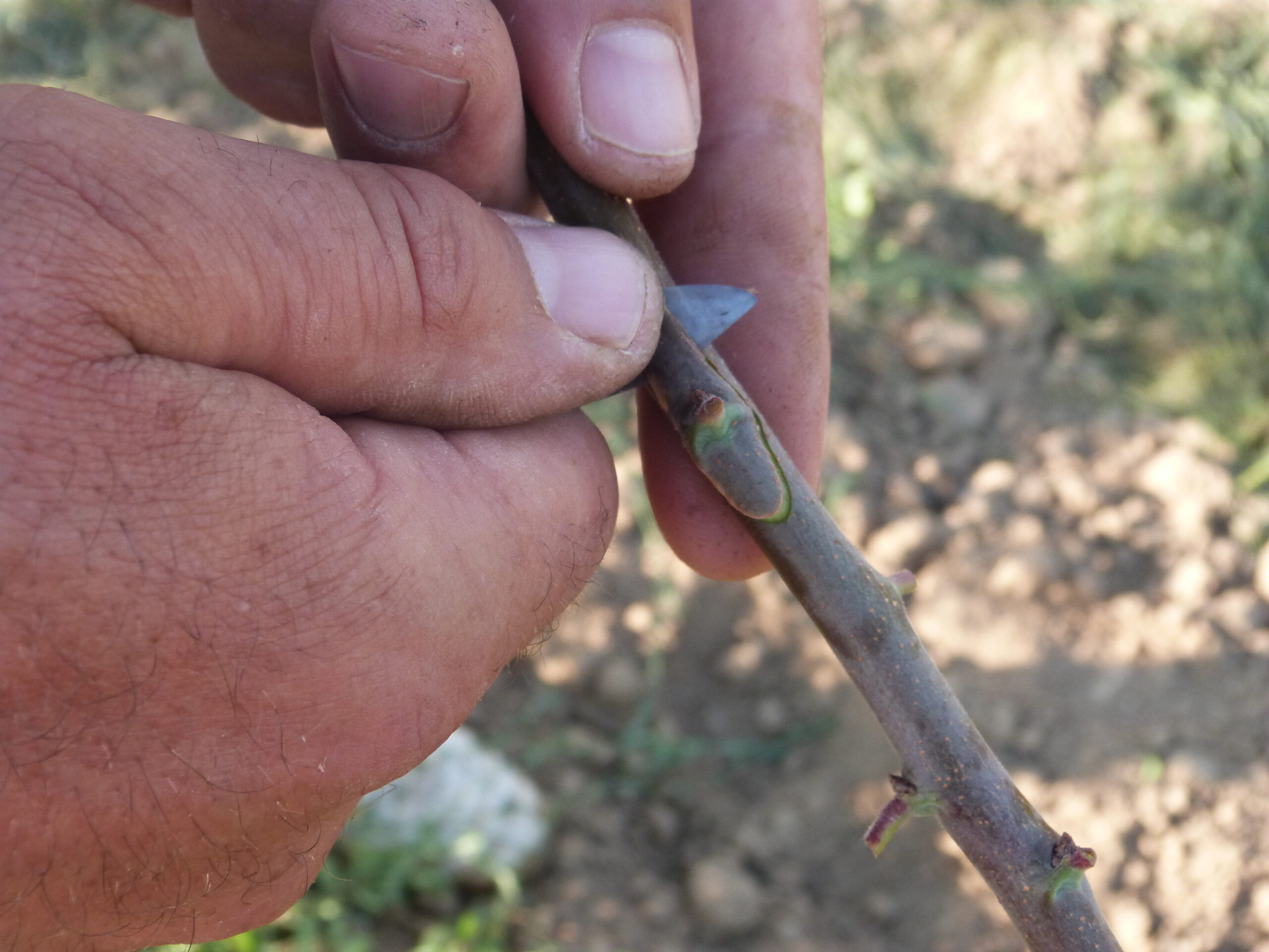 Démonstration de greffage - gratuit sur réservation - Pépinières ...