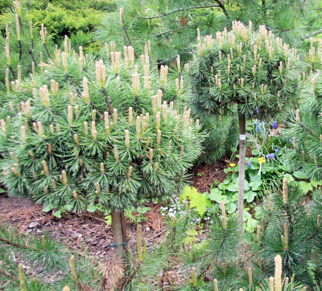 PINUS nigra Brepo® 'Pierrick Bregeon' - Pépinières Ripoche - Nantes ...