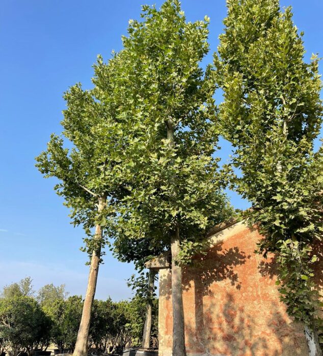 PLATANUS acerifolia - Pépinières Ripoche - Nantes / Divatte sur Loire
