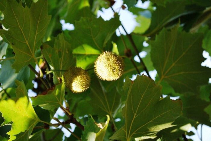 PLATANUS acerifolia - Pépinières Ripoche - Nantes / Divatte sur Loire