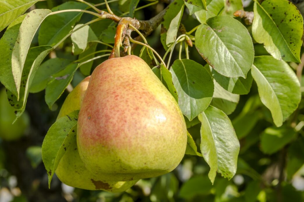 PYRUS domestica 'Clapp's Favorite' - Pépinières Ripoche - Nantes ...