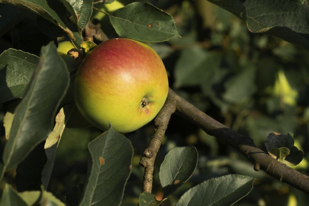 Malus domestica 'Reinette d'Armorique' - Pépinières Ripoche - Nantes ...
