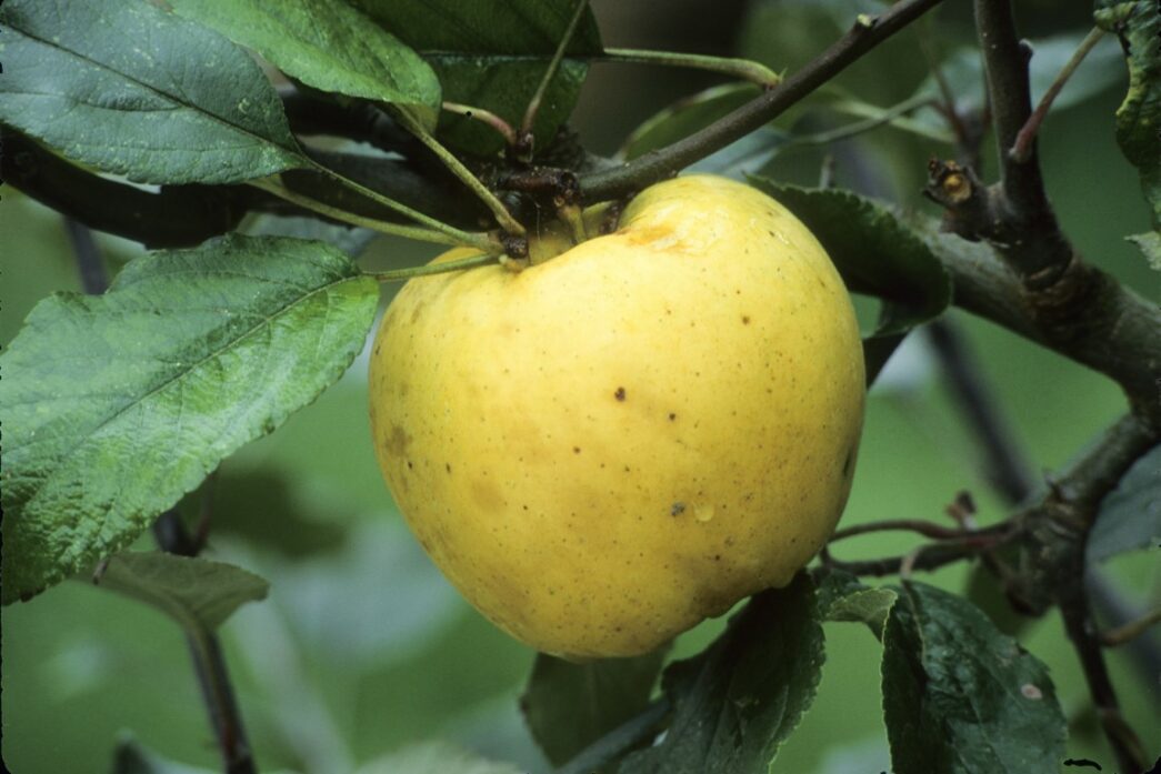 Malus domestica 'Blanche du Canada' - Pépinières Ripoche - Nantes ...