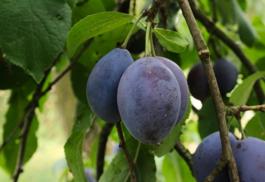 PRUNUS domestica 'President' - Pépinières Ripoche - Nantes / Divatte ...