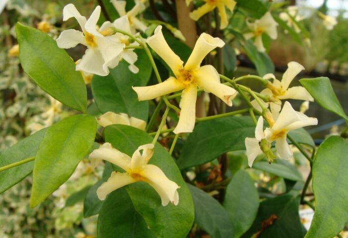 RHYNCOSPERMUM jasminoïdes 'Star of Toscane' - Pépinières Ripoche ...