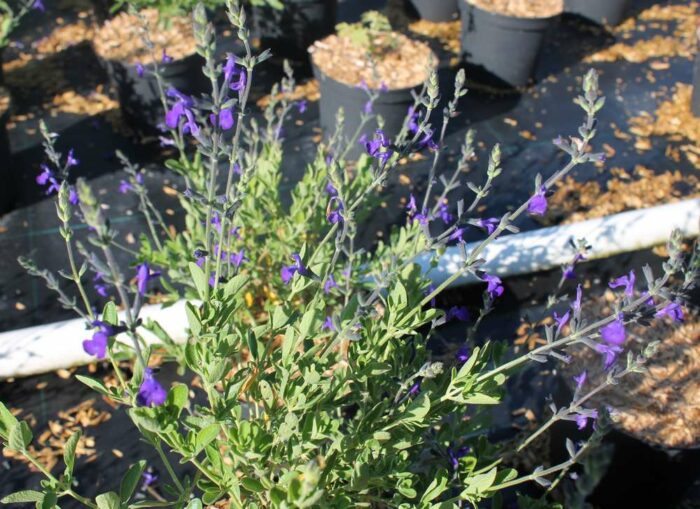 SALVIA microphylla 'Blue Note' - Pépinières Ripoche - Nantes / Divatte ...