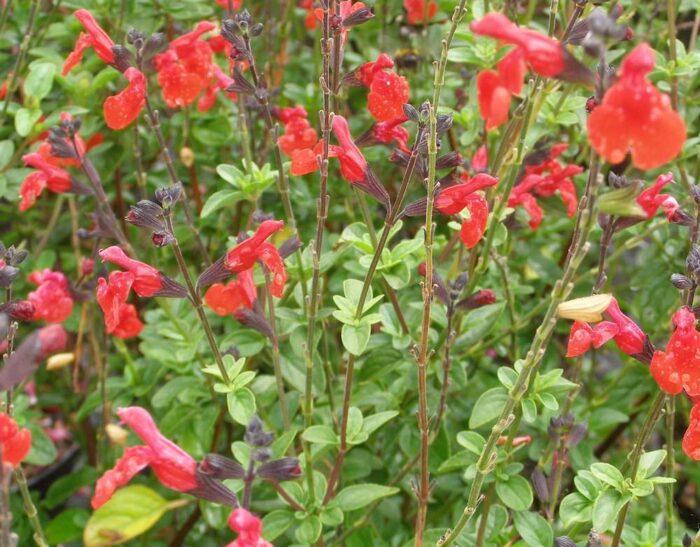 SALVIA microphylla 'Royal Bumble' - Pépinières Ripoche - Nantes ...