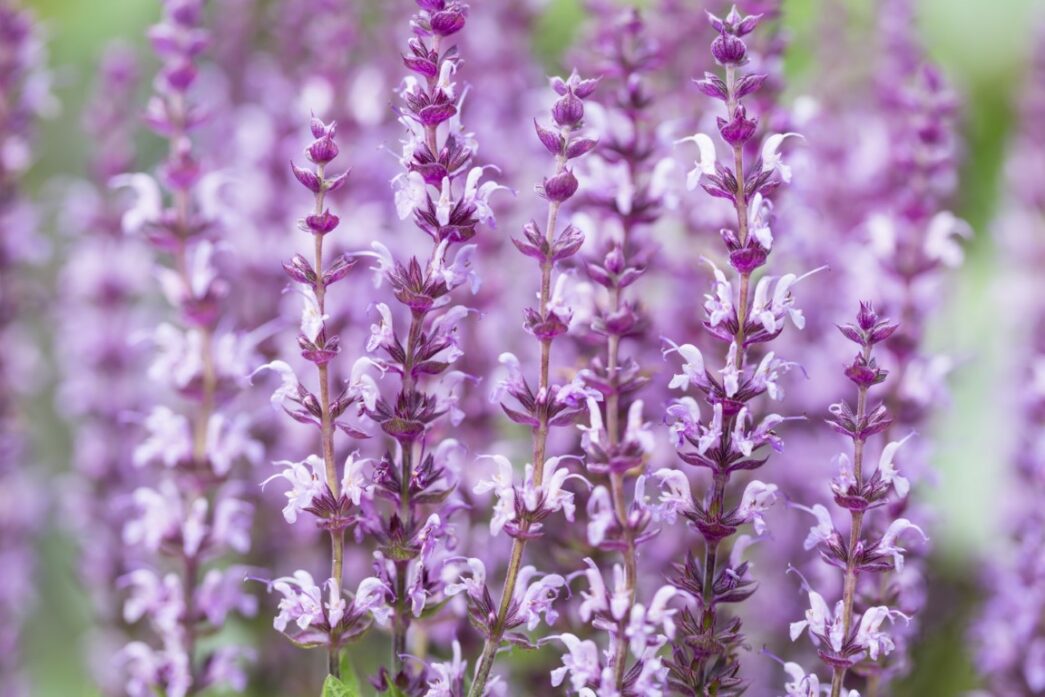 SALVIA nemerosa 'Sensation Deep rose' - Pépinières Ripoche - Nantes ...
