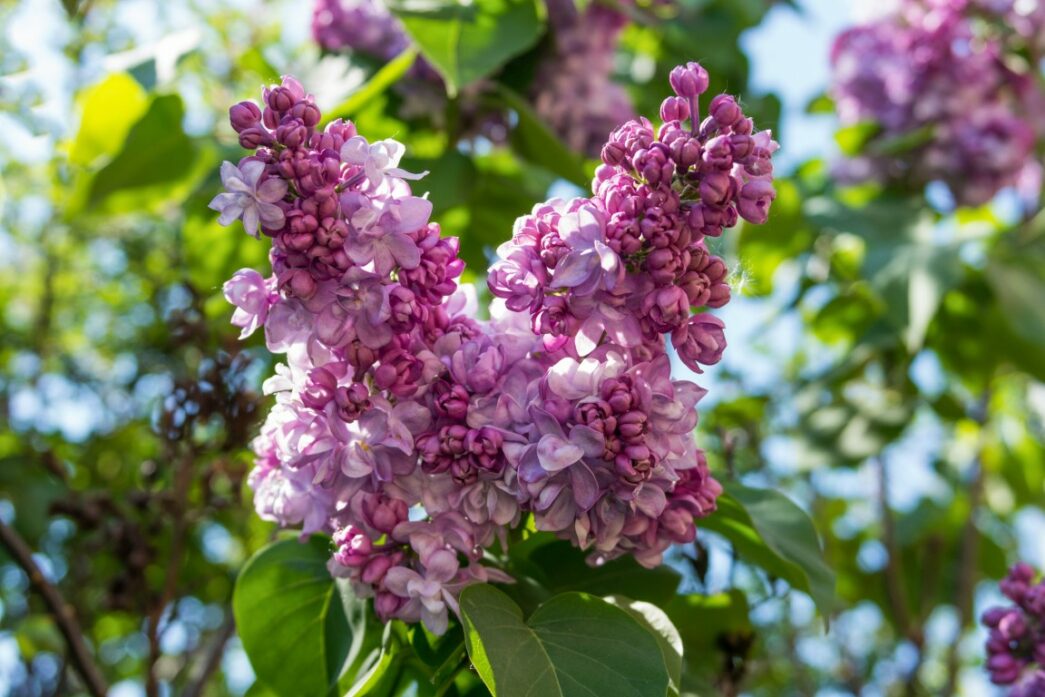 SYRINGA vulgaris 'Prince Wolkonsky' - Pépinières Ripoche - Nantes ...
