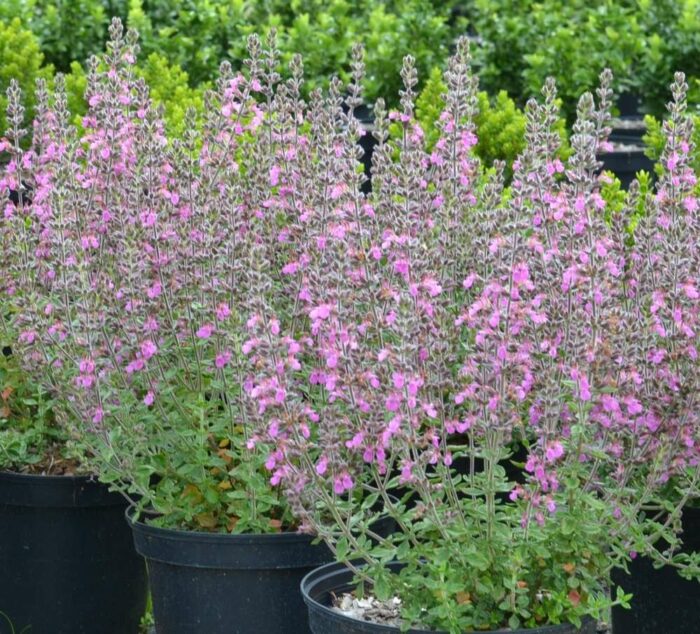 TEUCRIUM chamaedrys - Pépinières Ripoche - Nantes / Divatte sur Loire