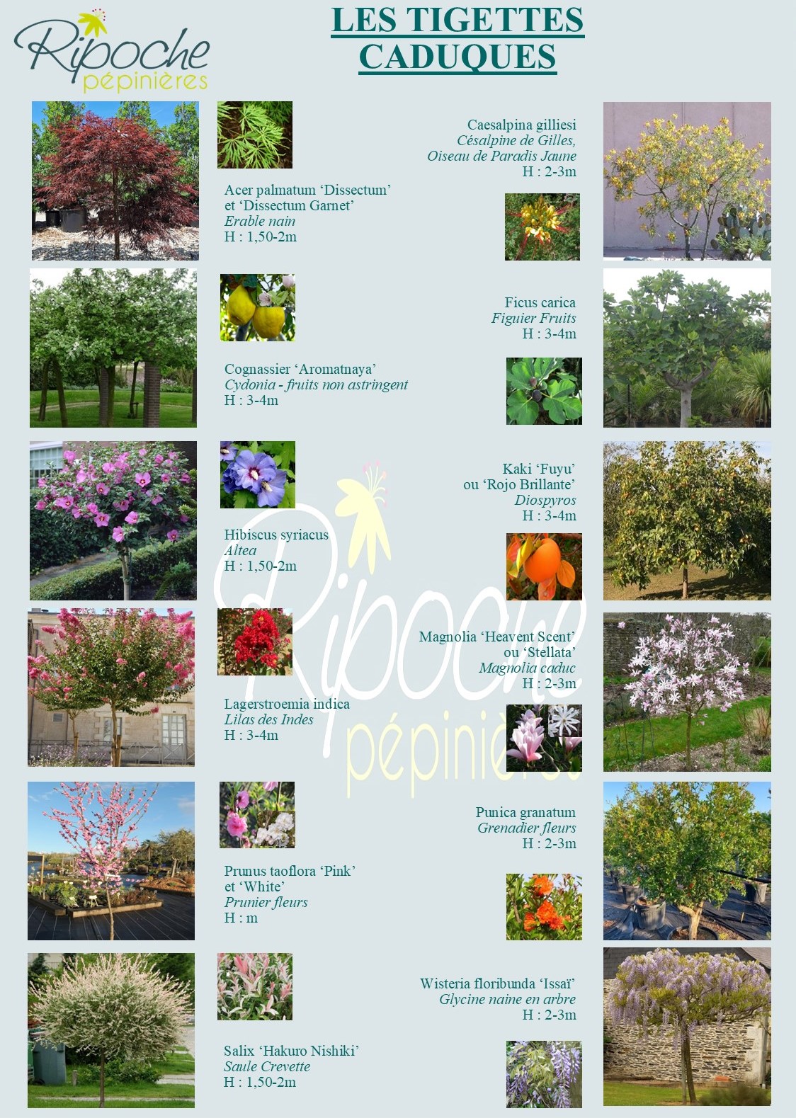 ARBRES - Fiches photos - Pépinières Ripoche - Nantes / Divatte sur Loire