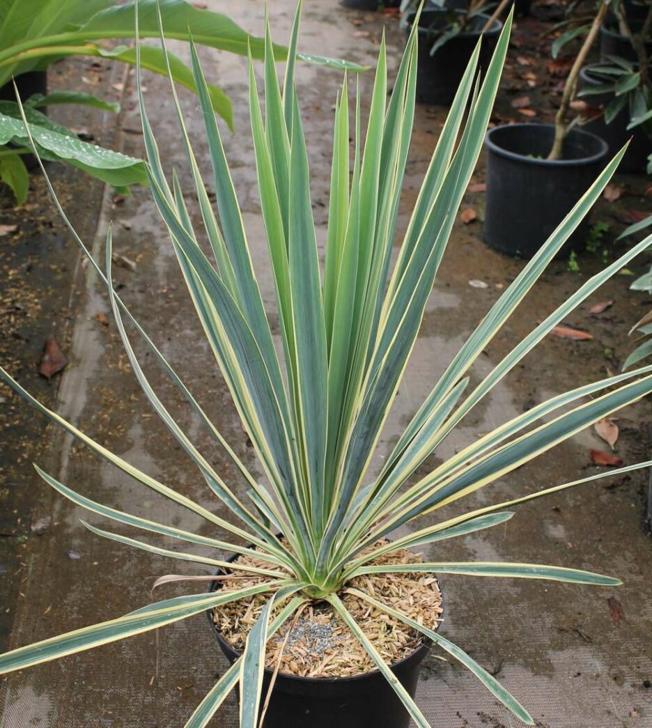 YUCCA filamentosa 'Bright Edge' - Pépinières Ripoche - Nantes / Divatte ...